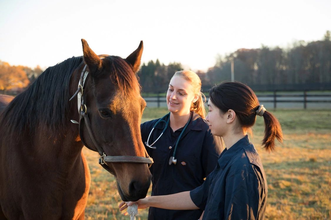 College of Veterinary Medicine Annual Fund | Giving to Cornell ...